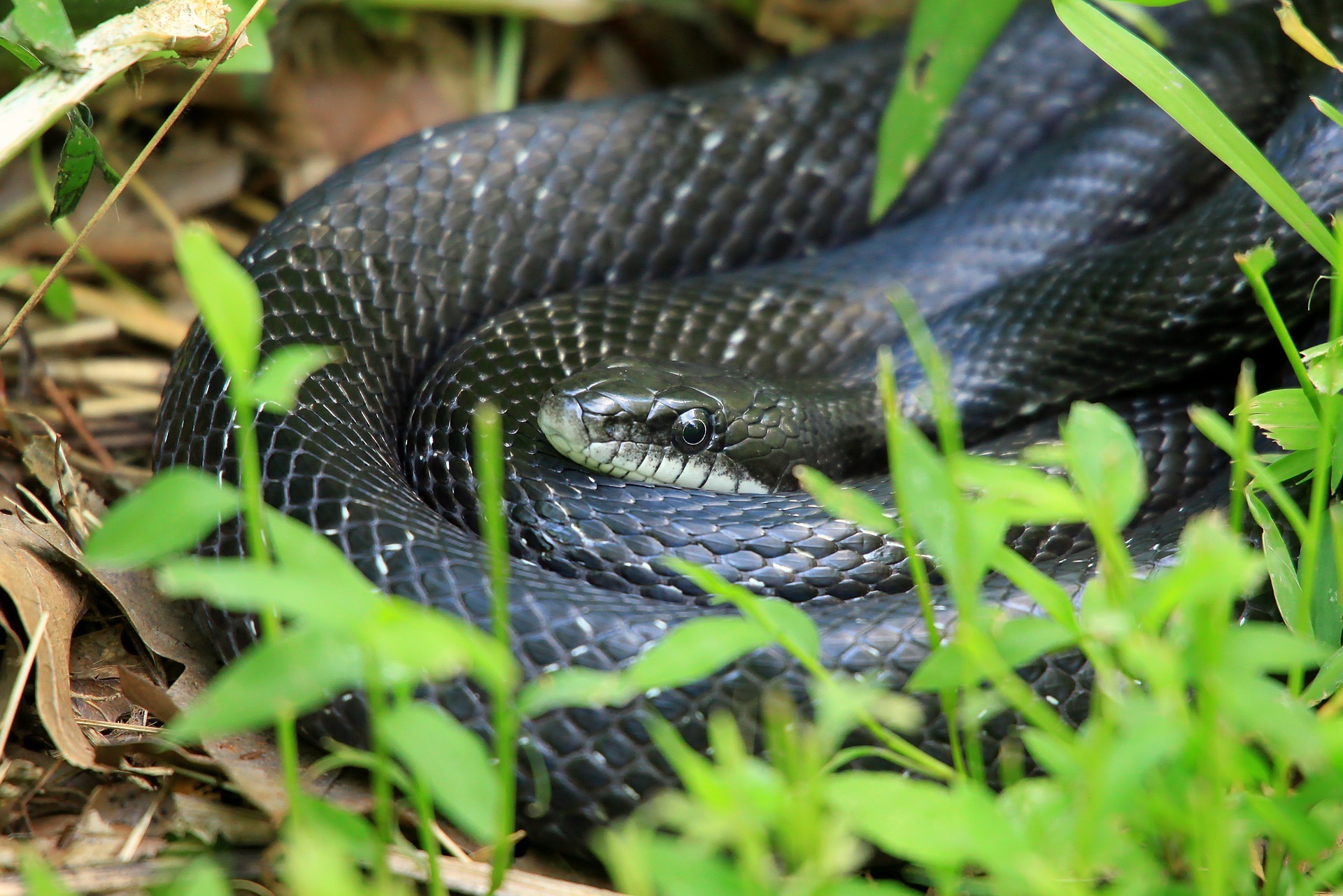 What Does It Mean to Dream of Black Snakes? - Zen Spirity